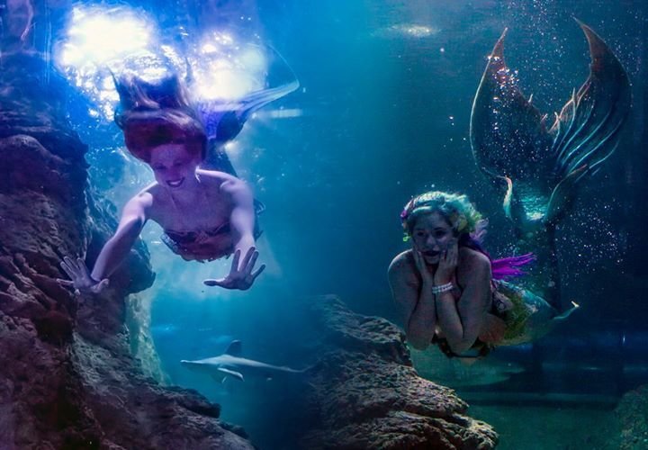 Party - Mermaid Mondays with the Perth Mermaids - Aqwa in Perth - 19.12 ...
