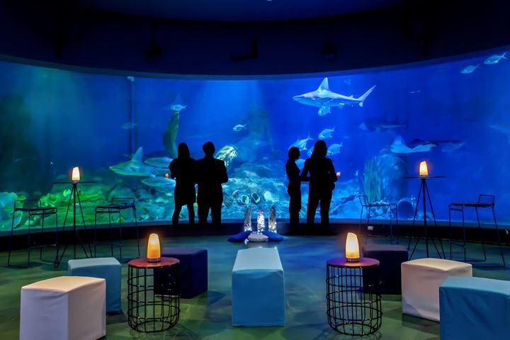 Party - Aquarium After Dark - New Times! - Sea Life Melbourne Aquarium ...