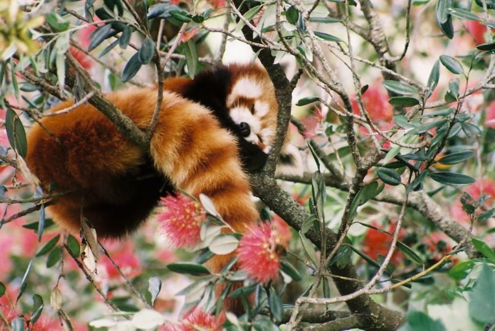 Party - International Red Panda Weekend - Wellington Zoo - 15.09.2017